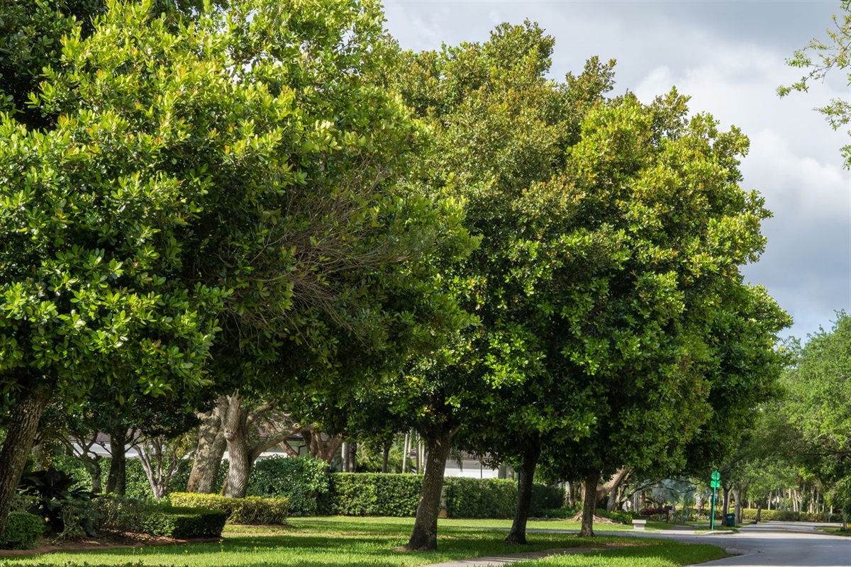 Tree Preservation & Protection Village of Pinecrest