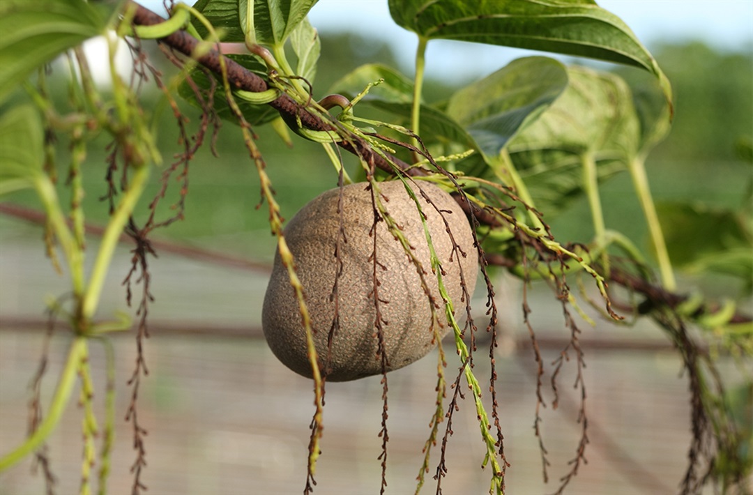 Non-native Air Potato Plant Information Village of Pinecrest