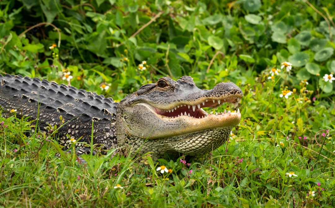 Adult Alligator From Park To Porch: Crocodile Encounters Spark